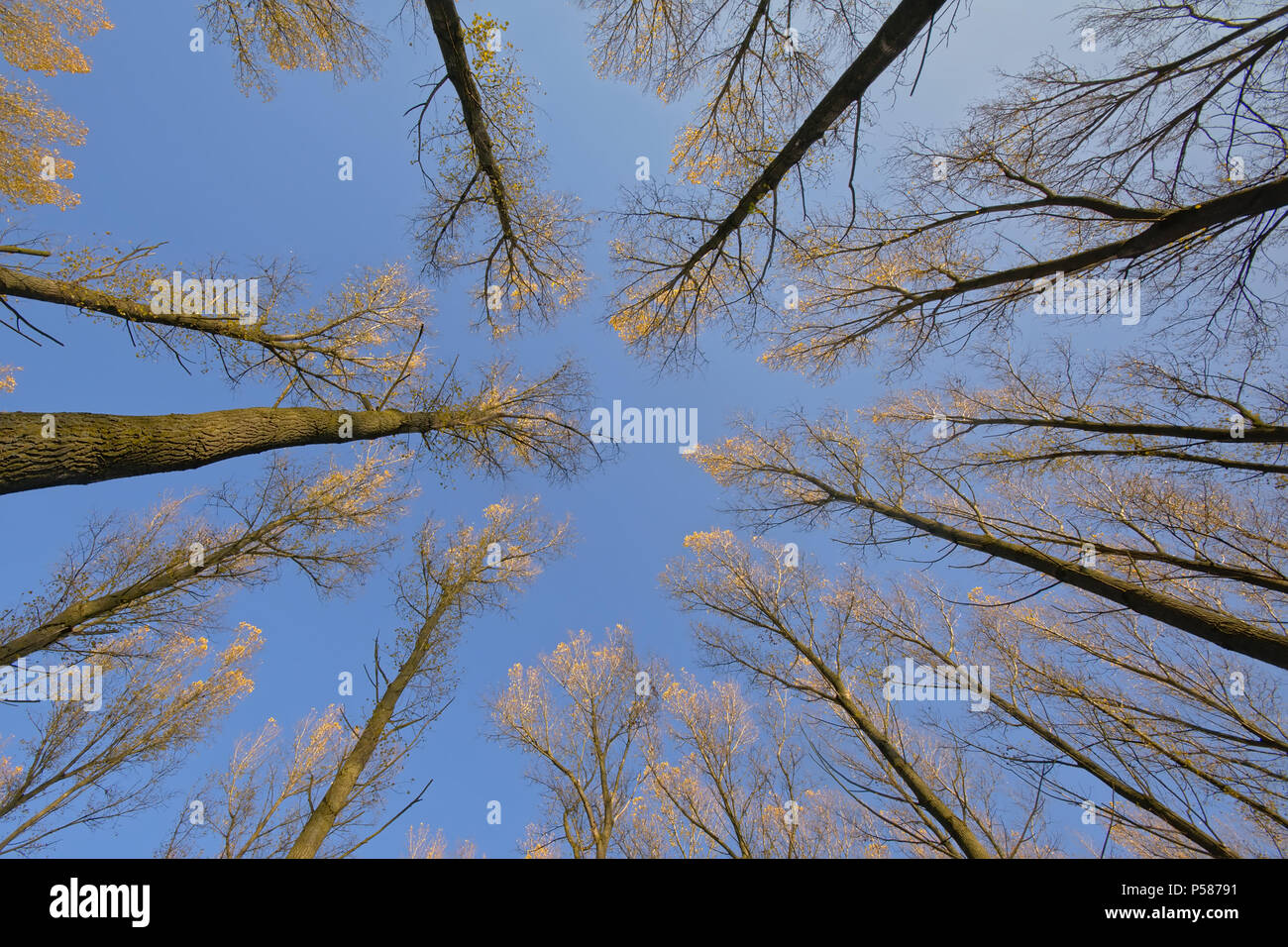 Frog perspective forest hi-res stock photography and images - Alamy