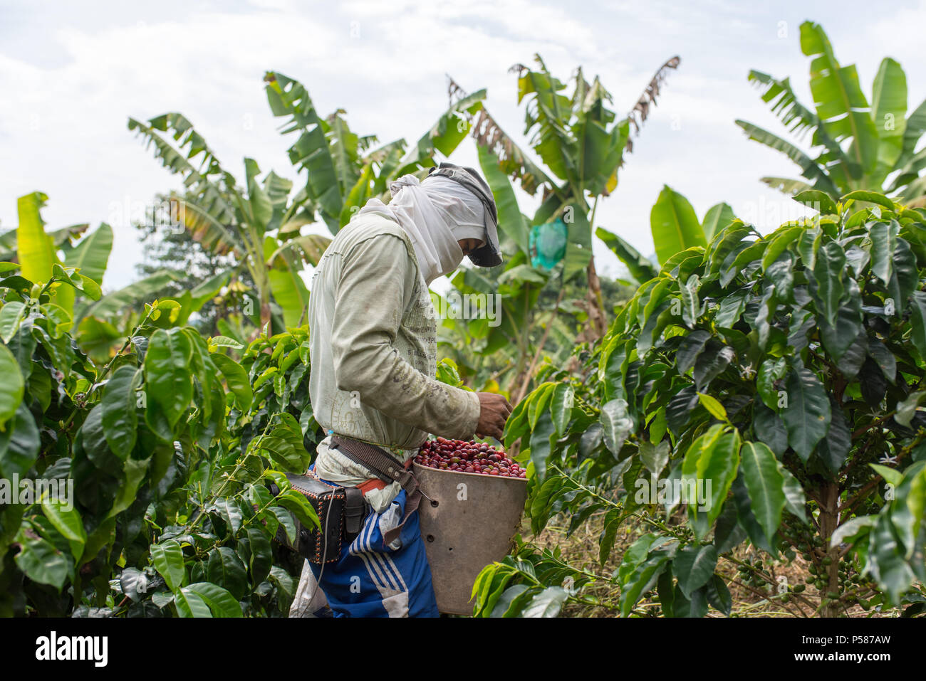 Coffee farmer picking coffee on a coffee plantation Stock Photo - Alamy