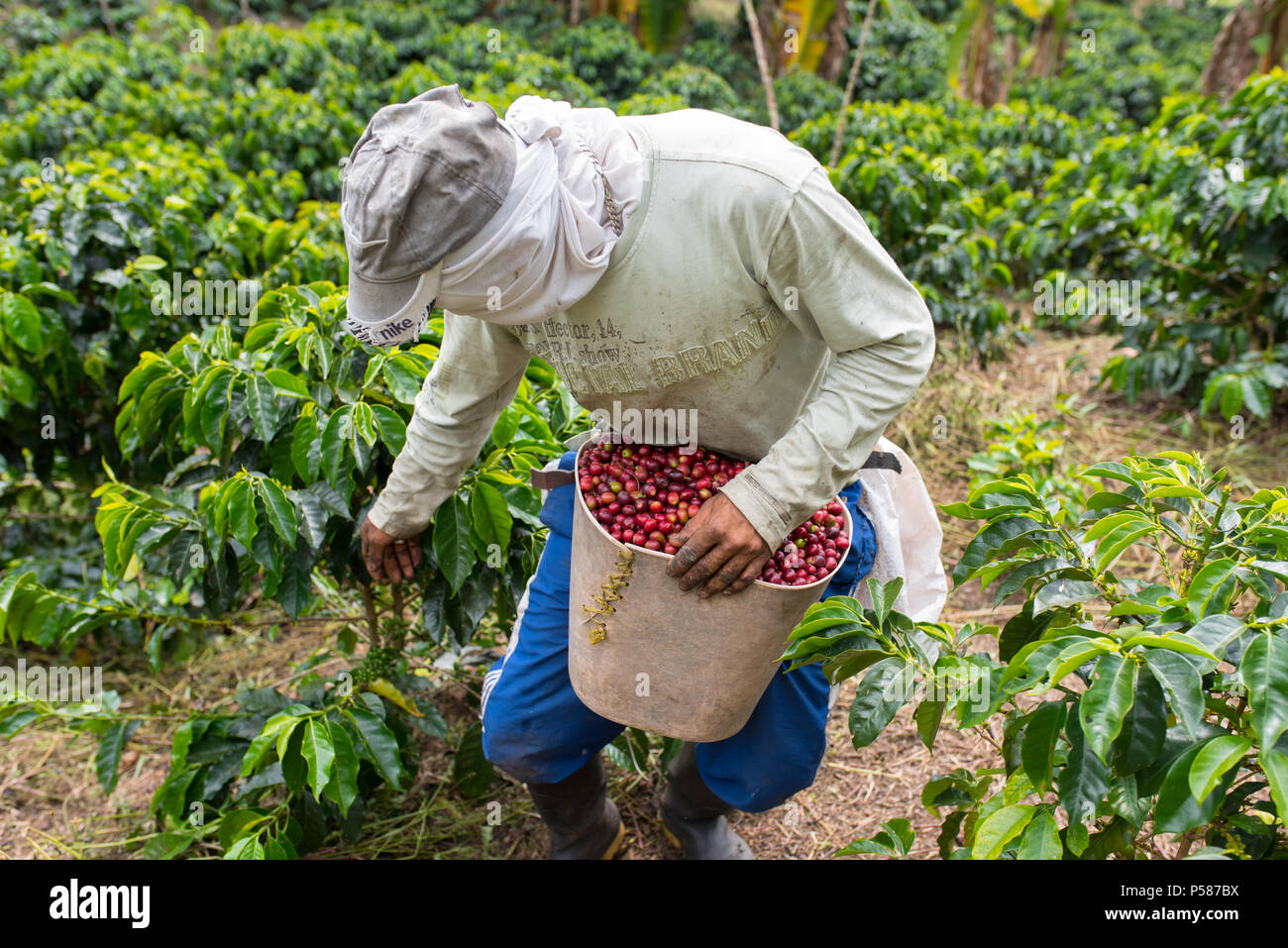 Coffee farmer picking coffee on a coffee plantation Stock Photo - Alamy