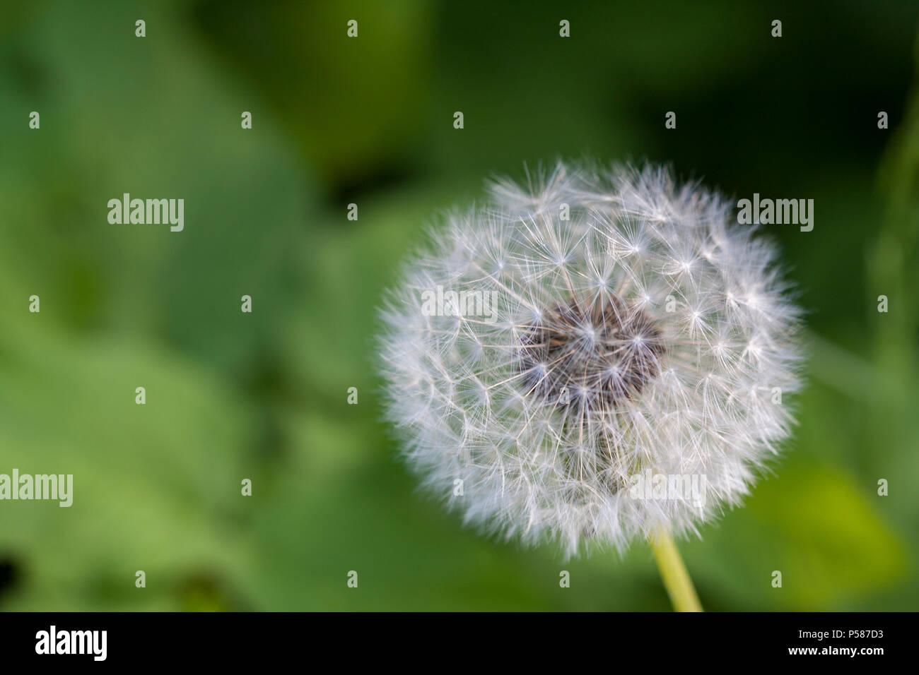 Dandelions in garden in spring, springtime nature.Beautiful white ...