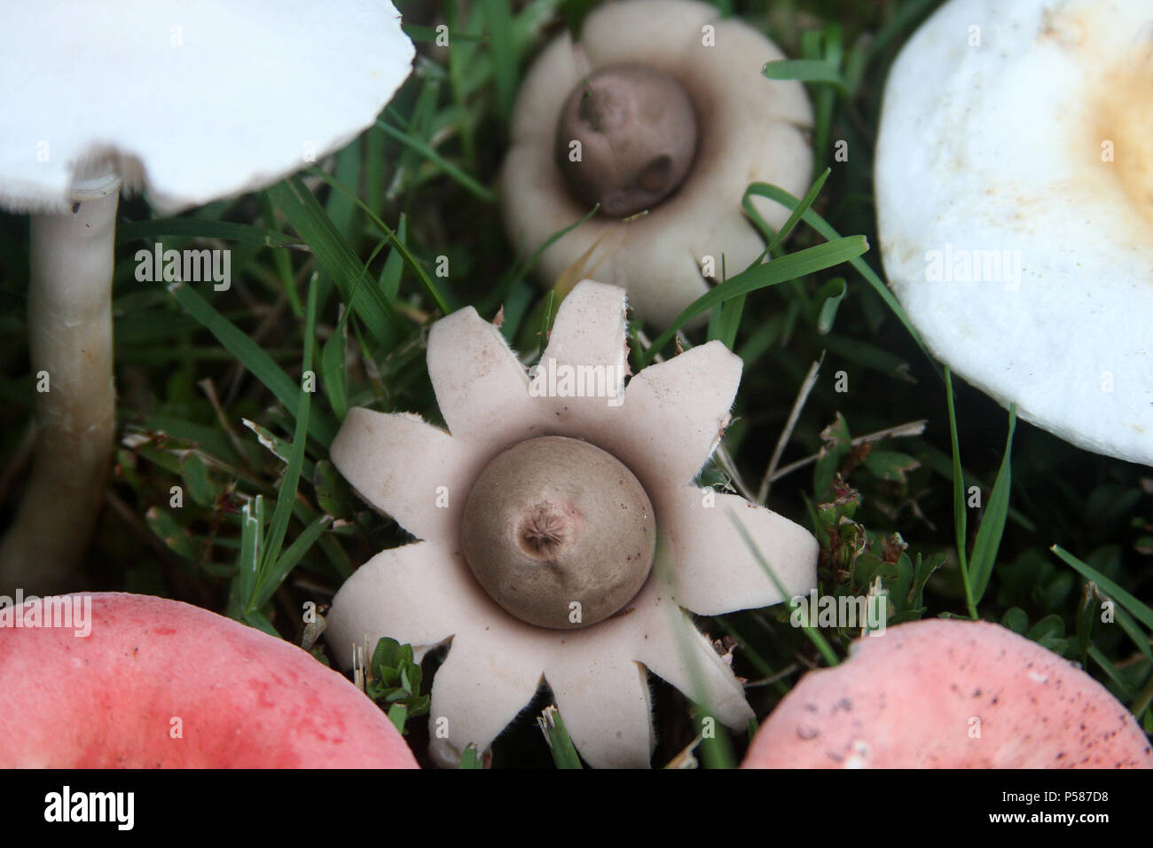 Earthstar shape hi-res stock photography and images - Alamy
