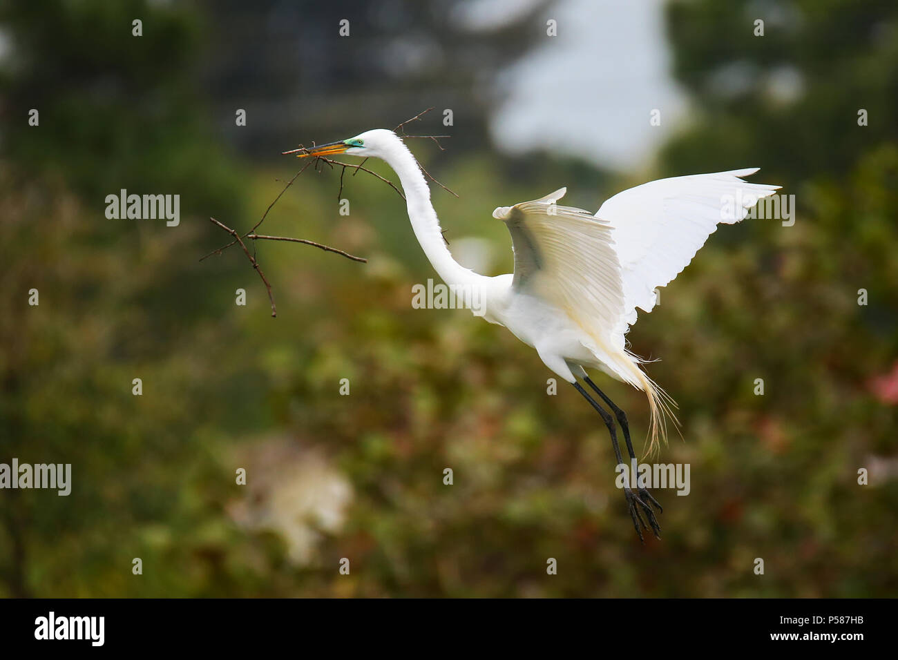 Great Egret (Ardea alba) flying with a stick in its beak Stock Photo ...