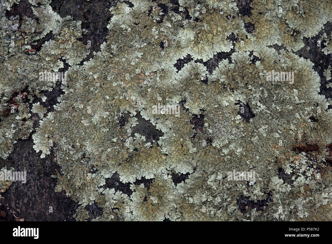 Soil lichens hi-res stock photography and images - Alamy