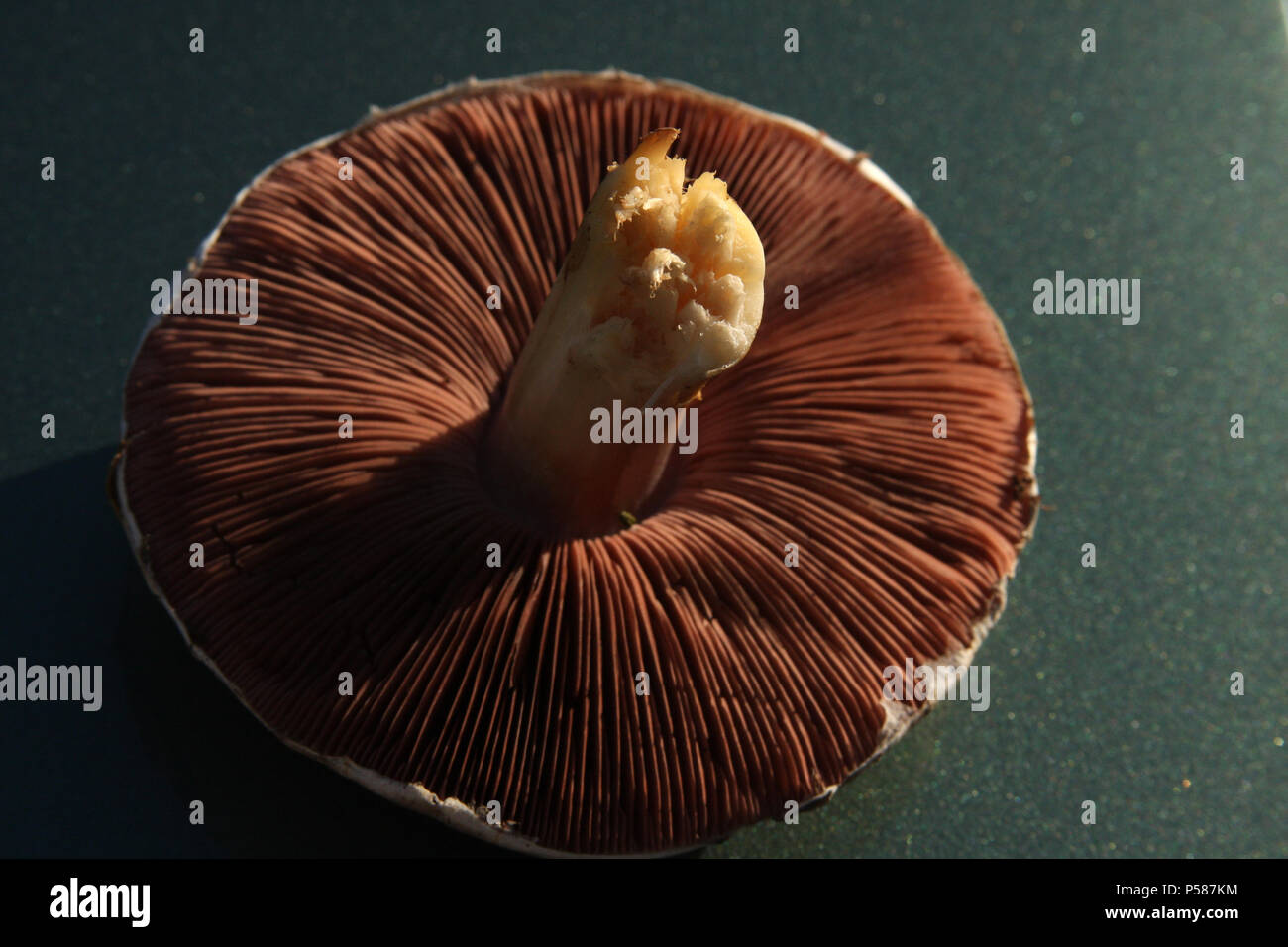 Upside down mushroom, with view of gills under the cap Stock Photo - Alamy