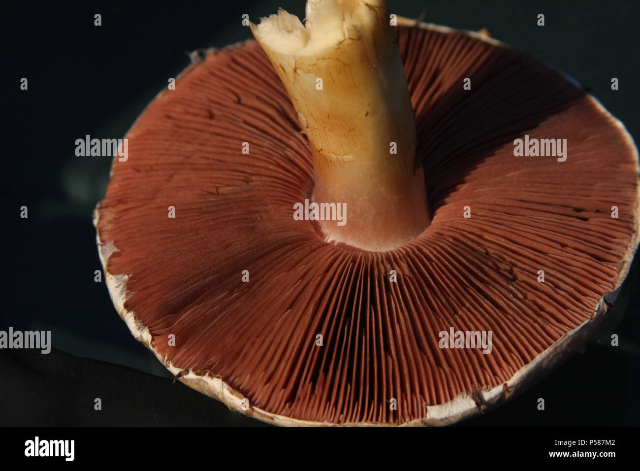 Mushroom under cap hi-res stock photography and images - Alamy