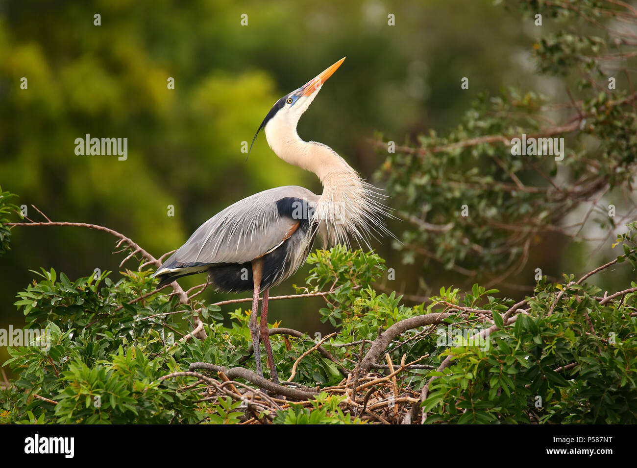 Great Blue Heron Ardea Herodias In Breeding Display It Is The