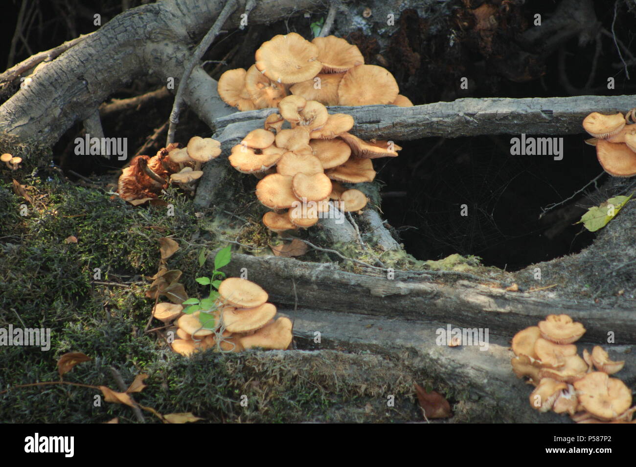 Fungus on dead tree stump hi-res stock photography and images - Alamy