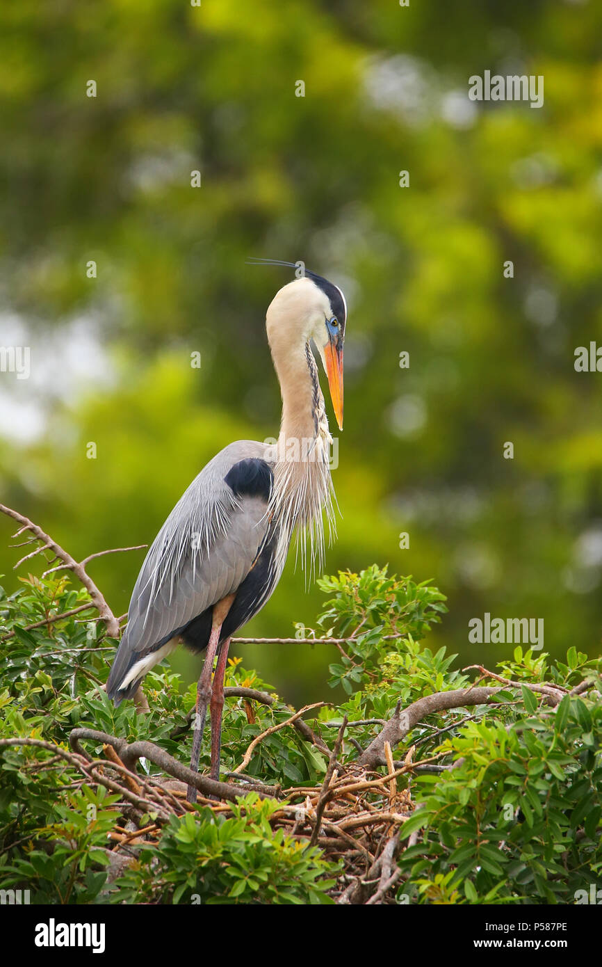 Great Blue Heron Ardea Herodias Standing On A Nest It Is The Largest