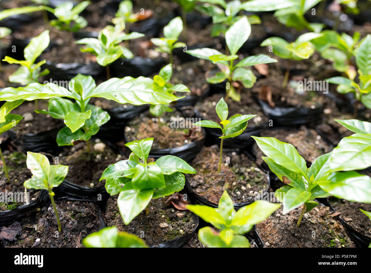 Coffee seedlings hi-res stock photography and images - Alamy