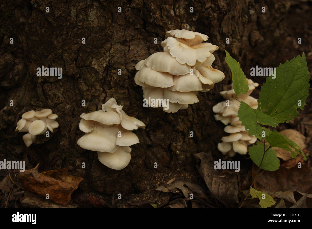 White fungus growing in clusters at the base of large tree Stock Photo ...
