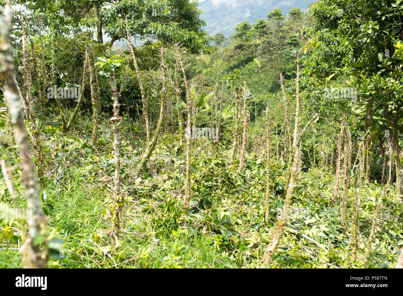 Coffee trees hi-res stock photography and images - Alamy