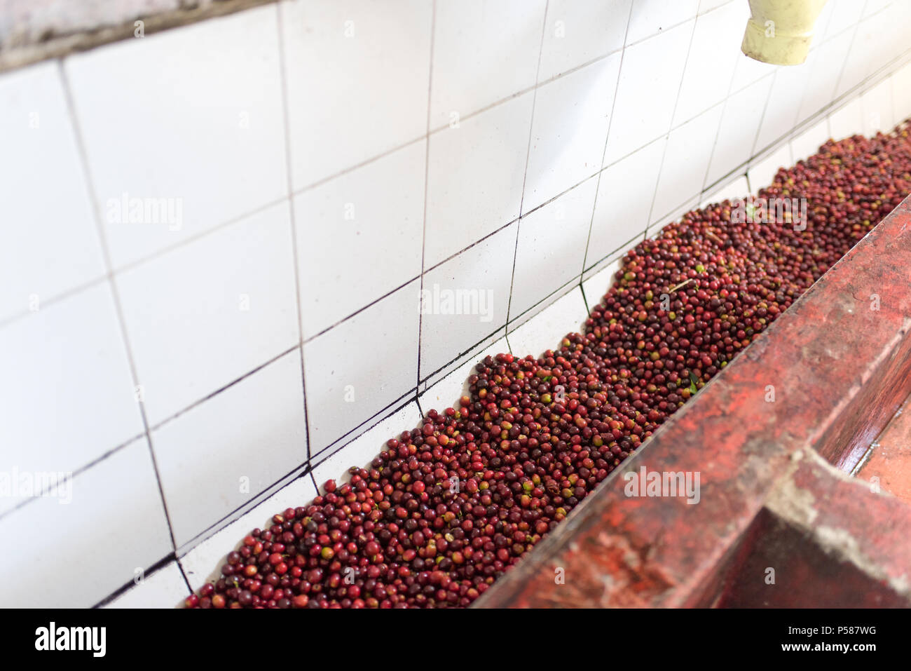 Washing and sorting out coffee beans on a coffee farm in Jericó ...