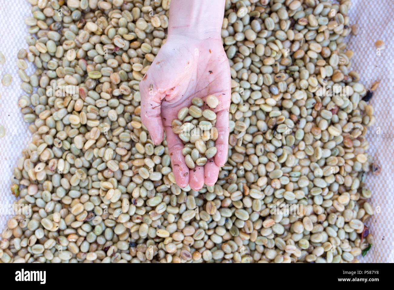 Wet method coffee hi-res stock photography and images - Alamy