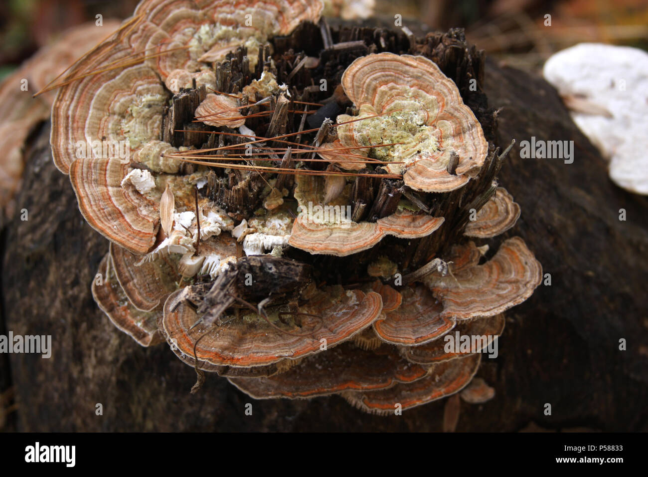 Turkey Tail Mushroom High Resolution Stock Photography and Images - Alamy