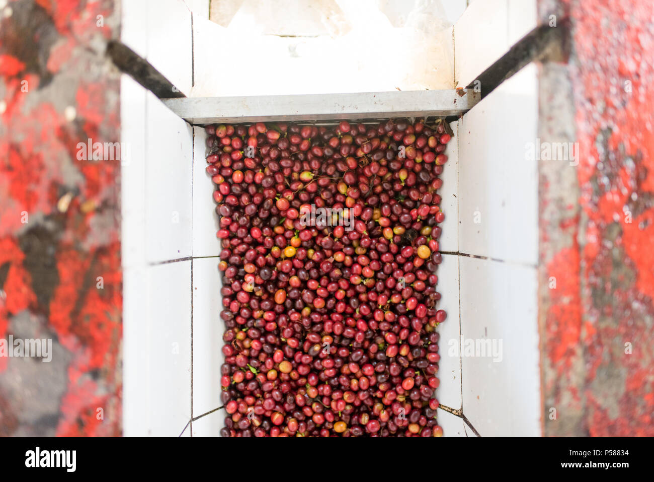 Coffee bean sorting colombia hi-res stock photography and images - Alamy