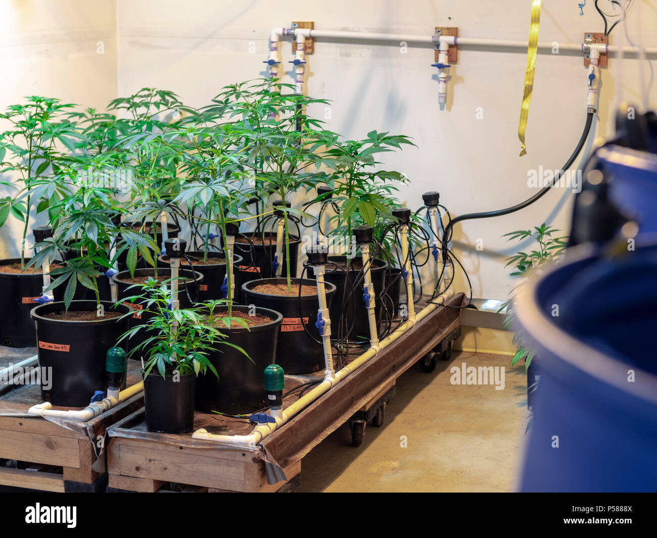 Plant growing process agriculture hi-res stock photography and images ...