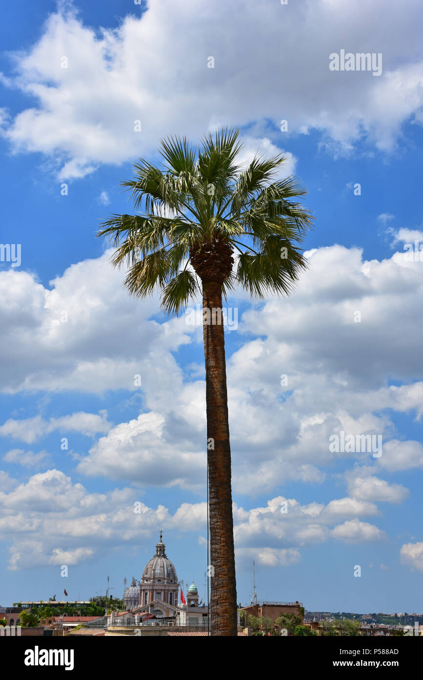 Rome, panorama and big palm tree Stock Photo - Alamy