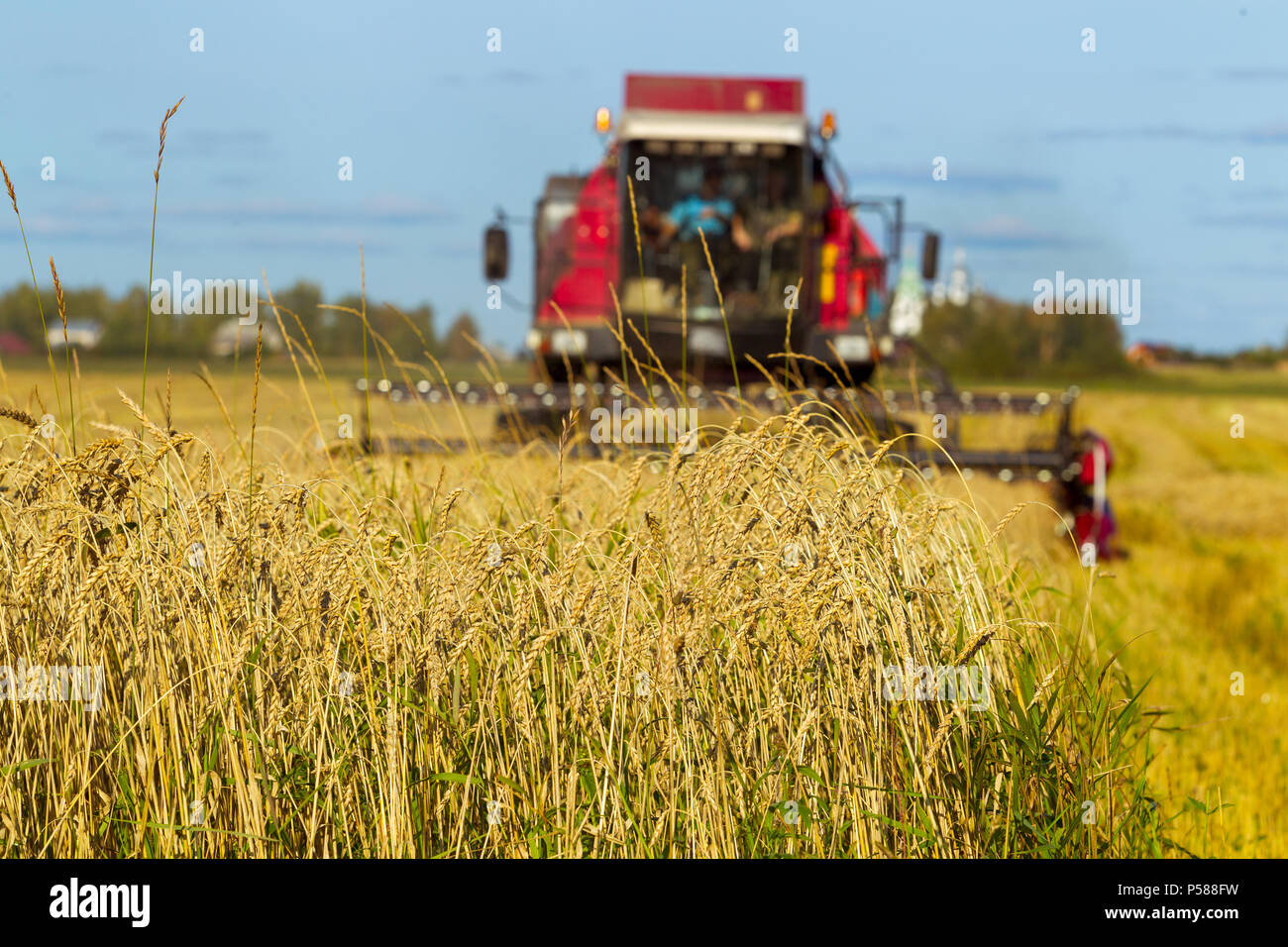 Wheat field, agricultural machinery for harvesting Stock Photo - Alamy