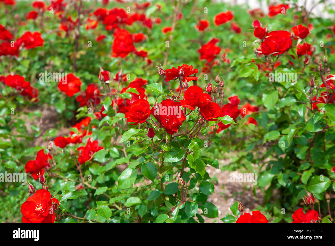 Natural growing roses hi-res stock photography and images - Alamy