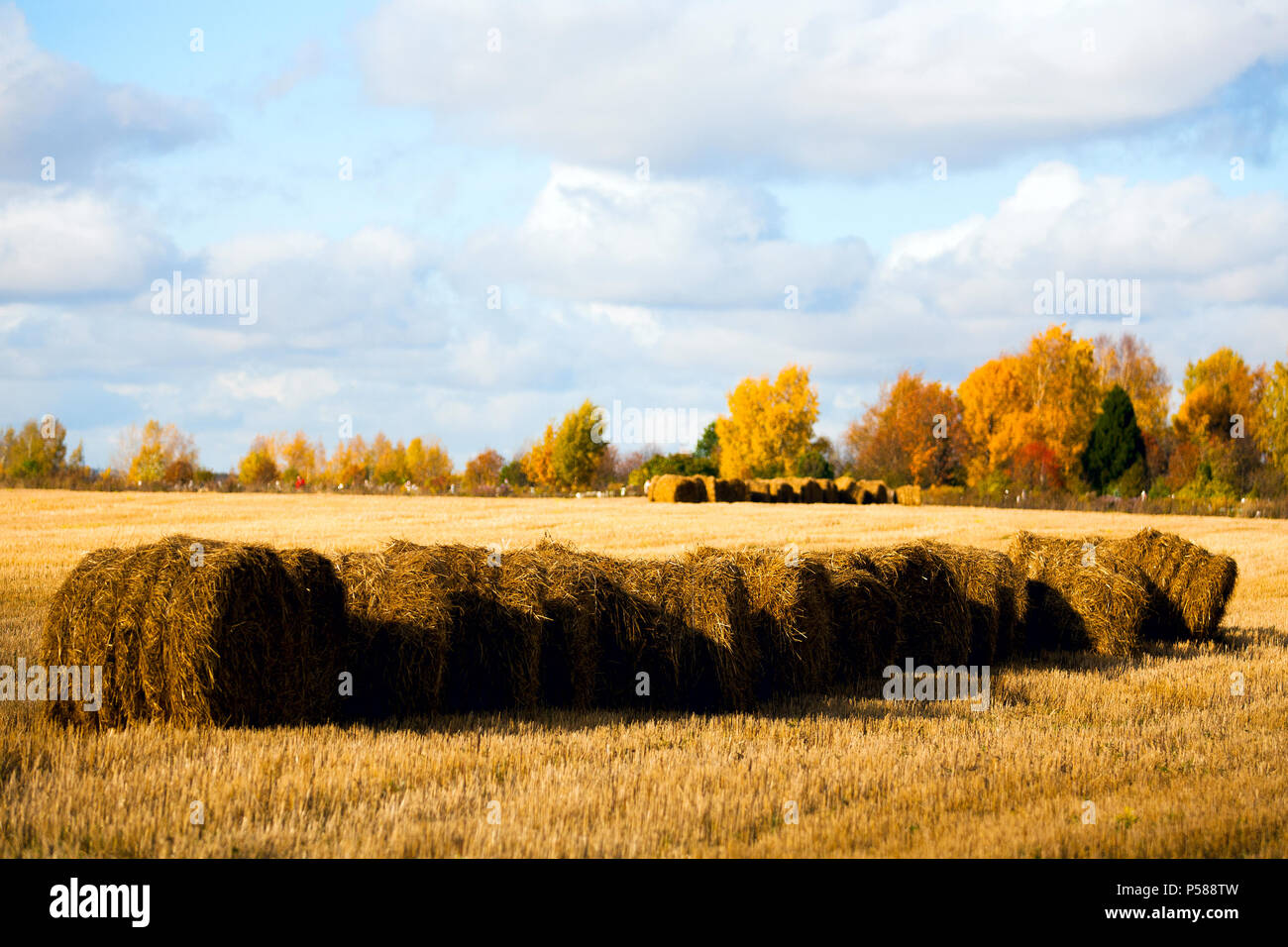 Straw in the field Stock Photo - Alamy
