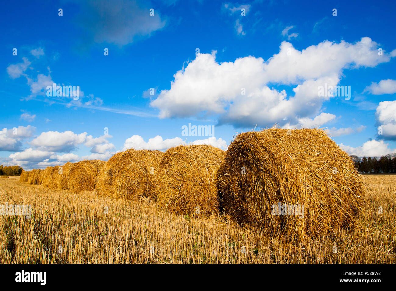 Straw in the field Stock Photo - Alamy