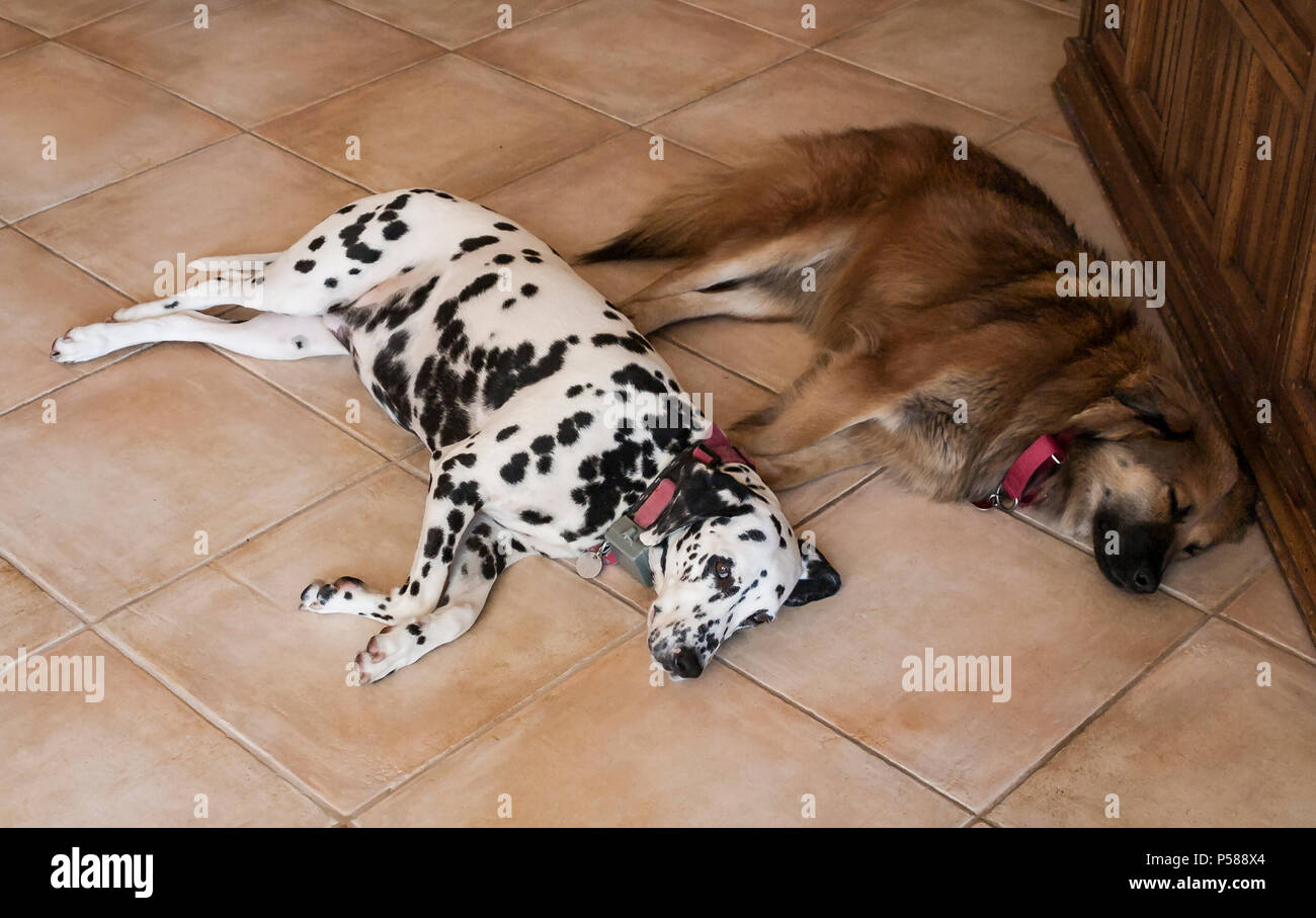Two dogs laying down side by side together on floor inside relaxing ...