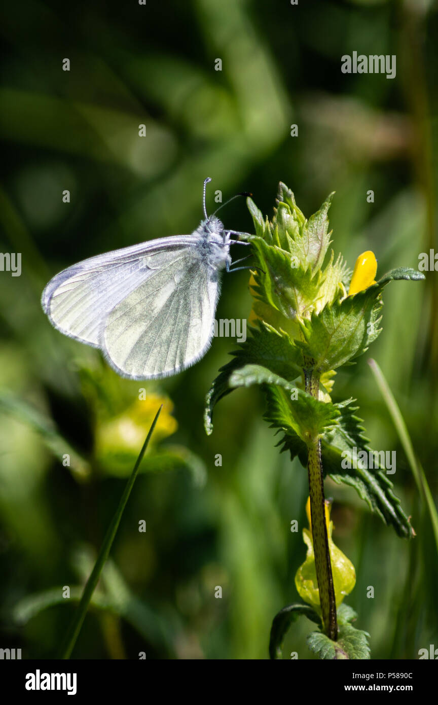 Cryptic wood white hi-res stock photography and images - Alamy
