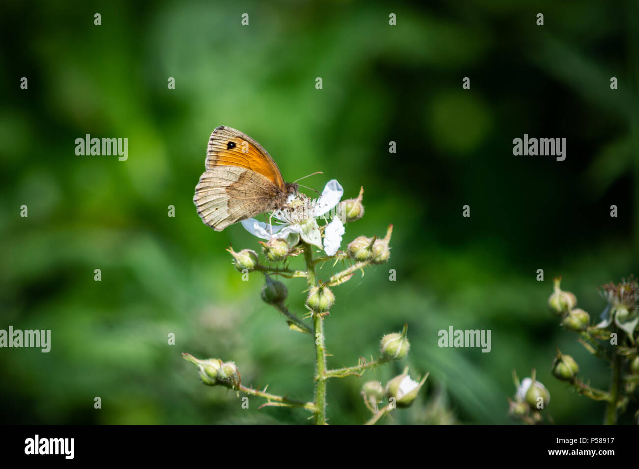 Butterfly and bramble flower hi-res stock photography and images - Alamy
