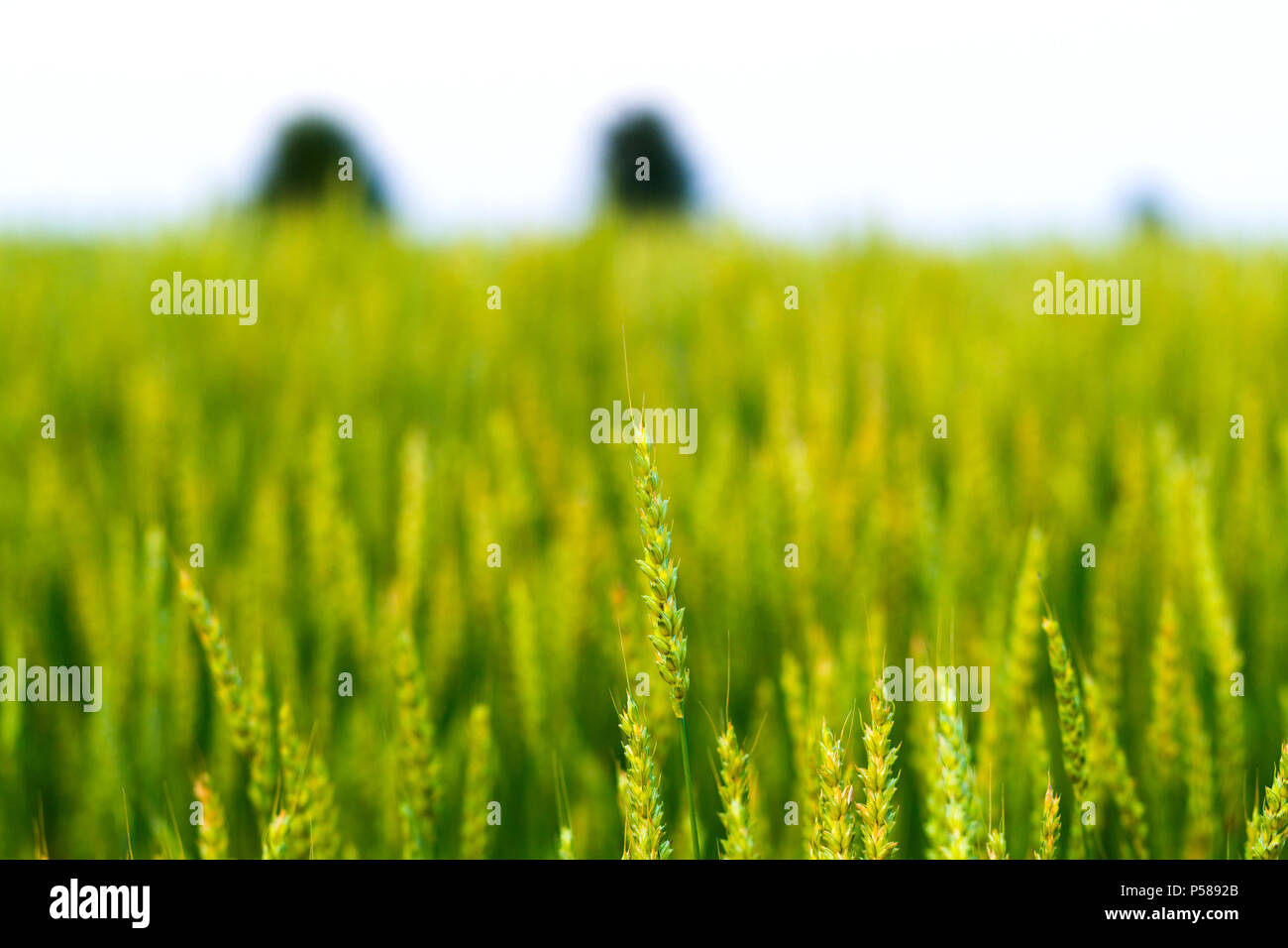 Spikes of barley against the background of green barley field, natural ...