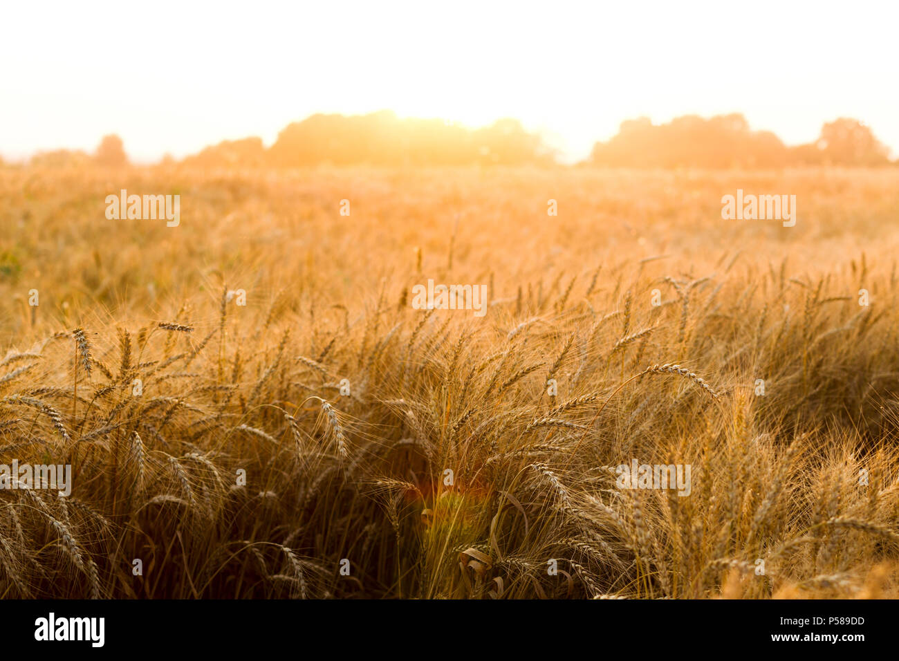 Bread field of rye on a summer evening Stock Photo - Alamy