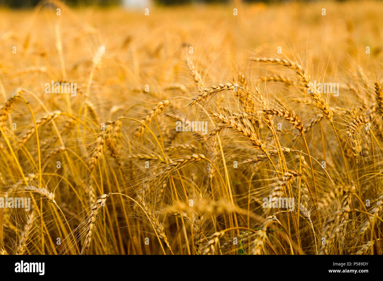 Evening bread hi-res stock photography and images - Alamy