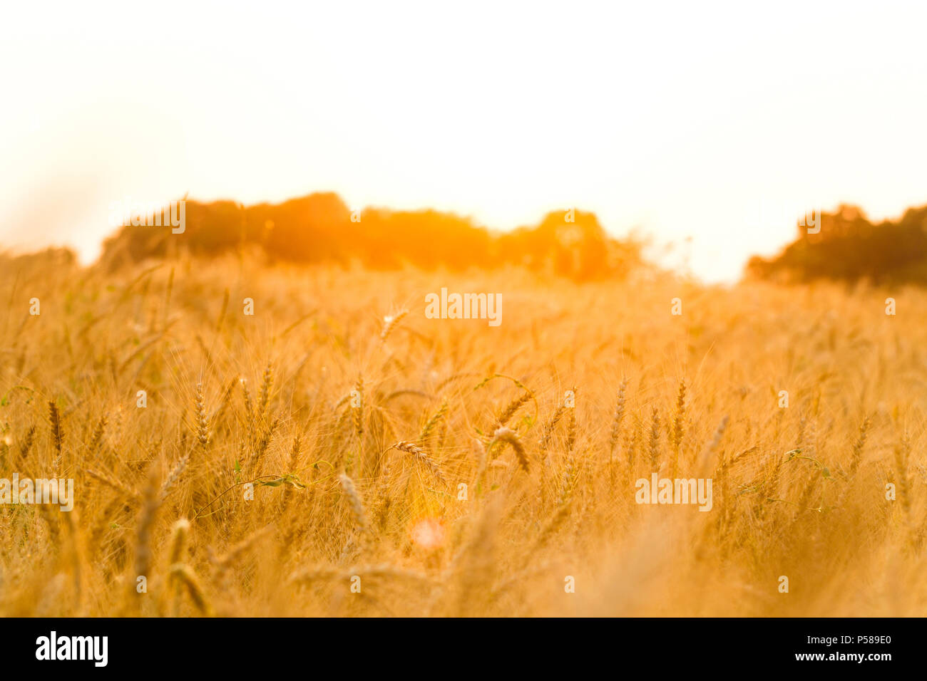 Bread field of rye on a summer evening Stock Photo - Alamy