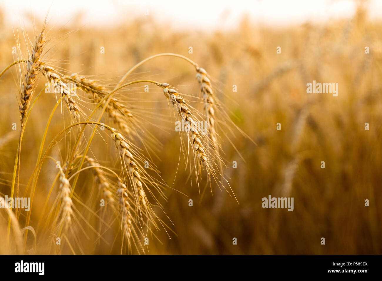 Bread field of rye on a summer evening Stock Photo - Alamy