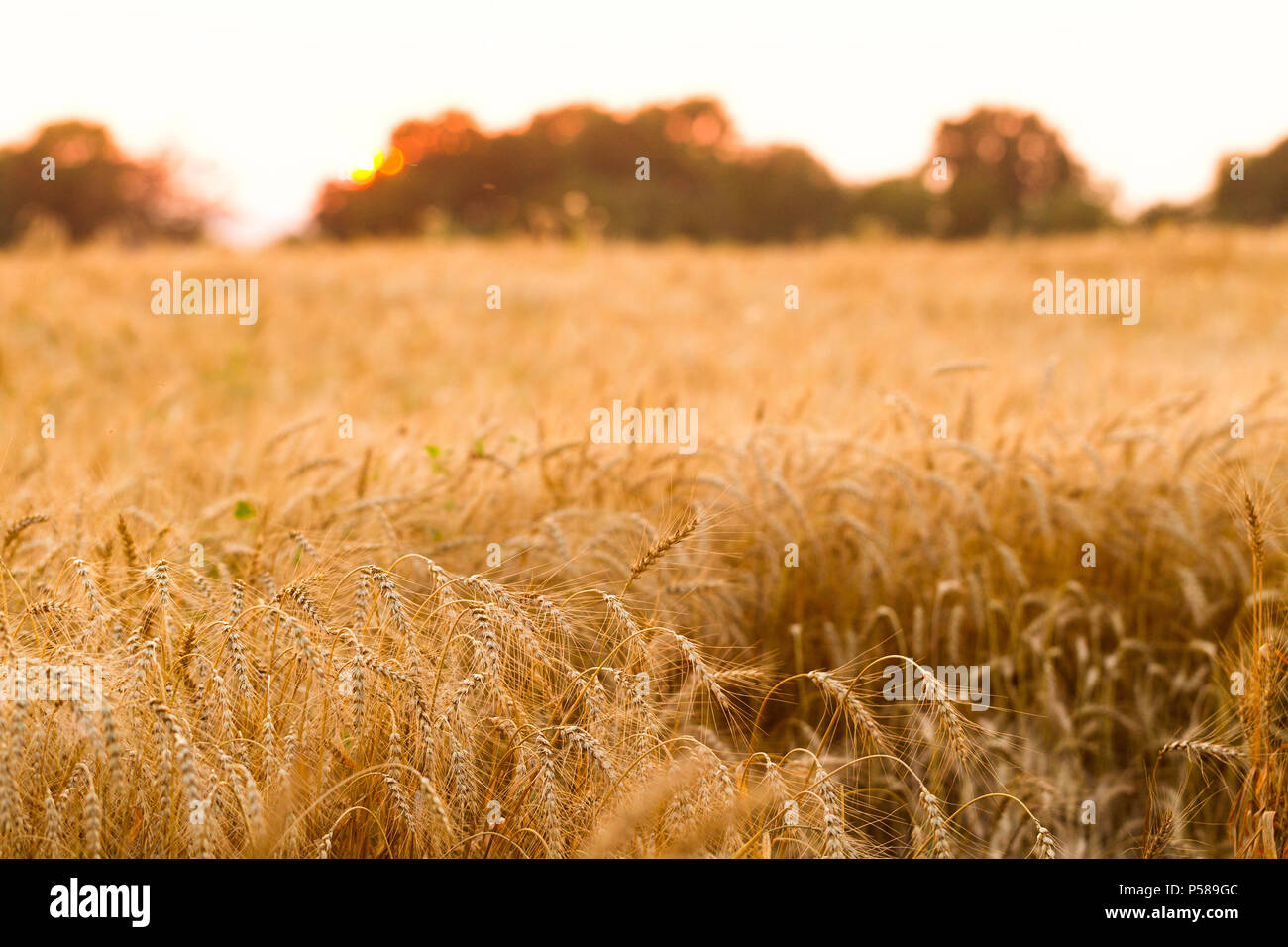 Bread field of rye on a summer evening Stock Photo - Alamy