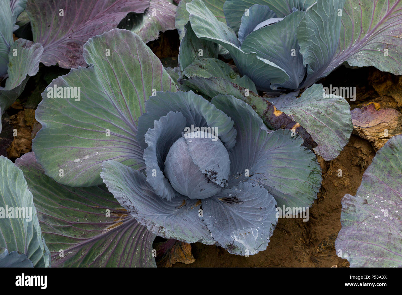 Red cabbage of fresh harvest, natural light Stock Photo - Alamy