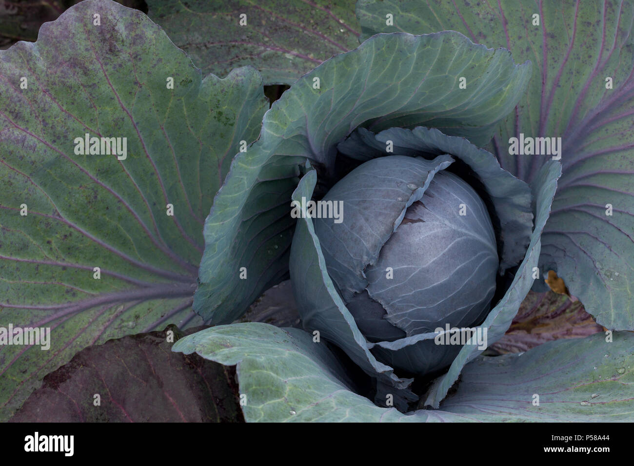 Red cabbage of fresh harvest, natural light Stock Photo - Alamy