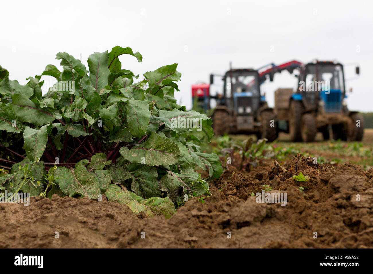 Agricultural machinery for harvesting on a beet field Stock Photo - Alamy