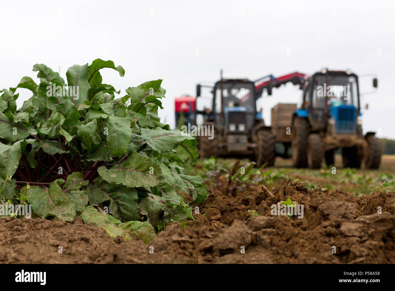 Beet harvesting machine hi-res stock photography and images - Alamy