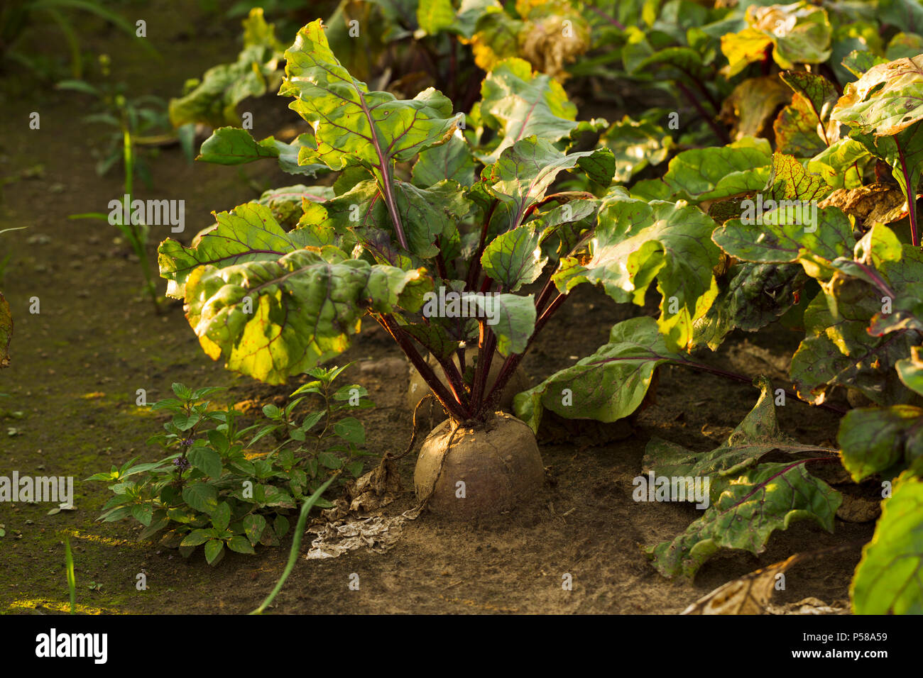 Fodder beet harvest hi-res stock photography and images - Alamy
