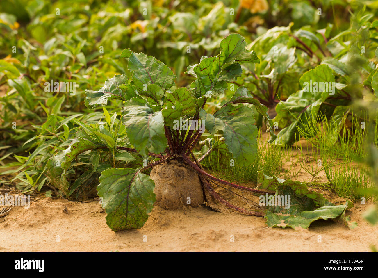 Fodder beet harvest hi-res stock photography and images - Alamy