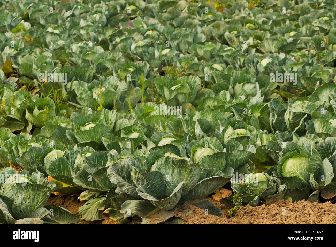 Cabbage harvest on the ground in a field, natural light Stock Photo - Alamy
