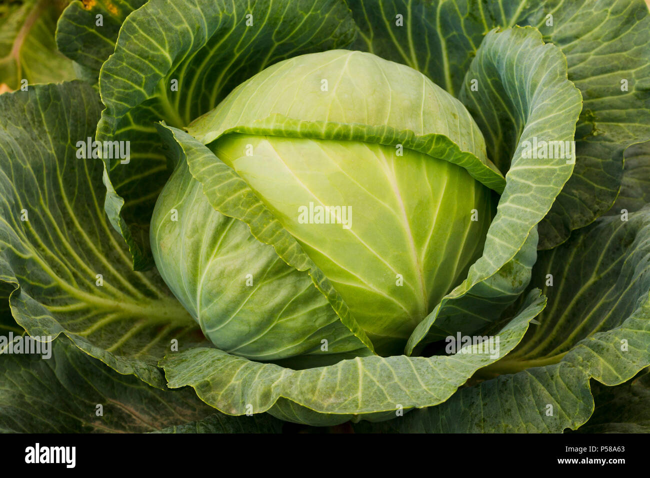 Head cabbage and kale hi-res stock photography and images - Alamy