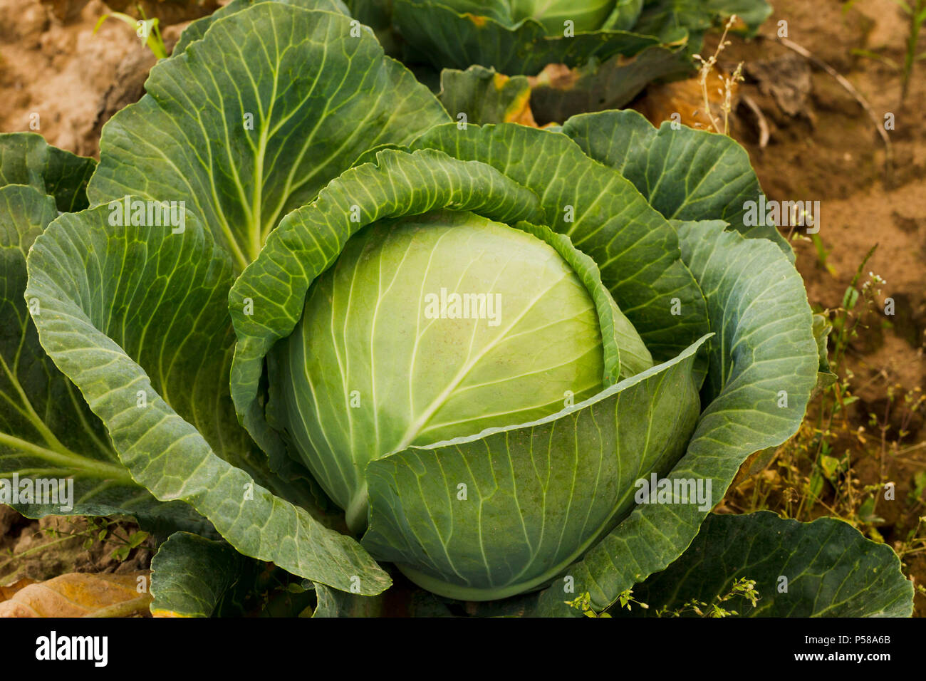 Cabbage harvest hi-res stock photography and images - Alamy