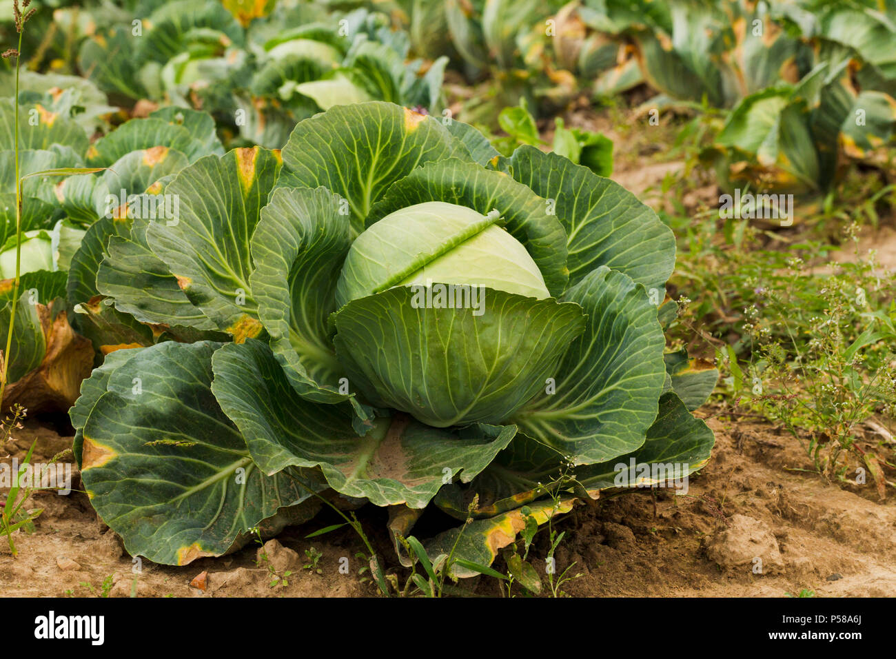 White cabbage in the field hi-res stock photography and images - Alamy