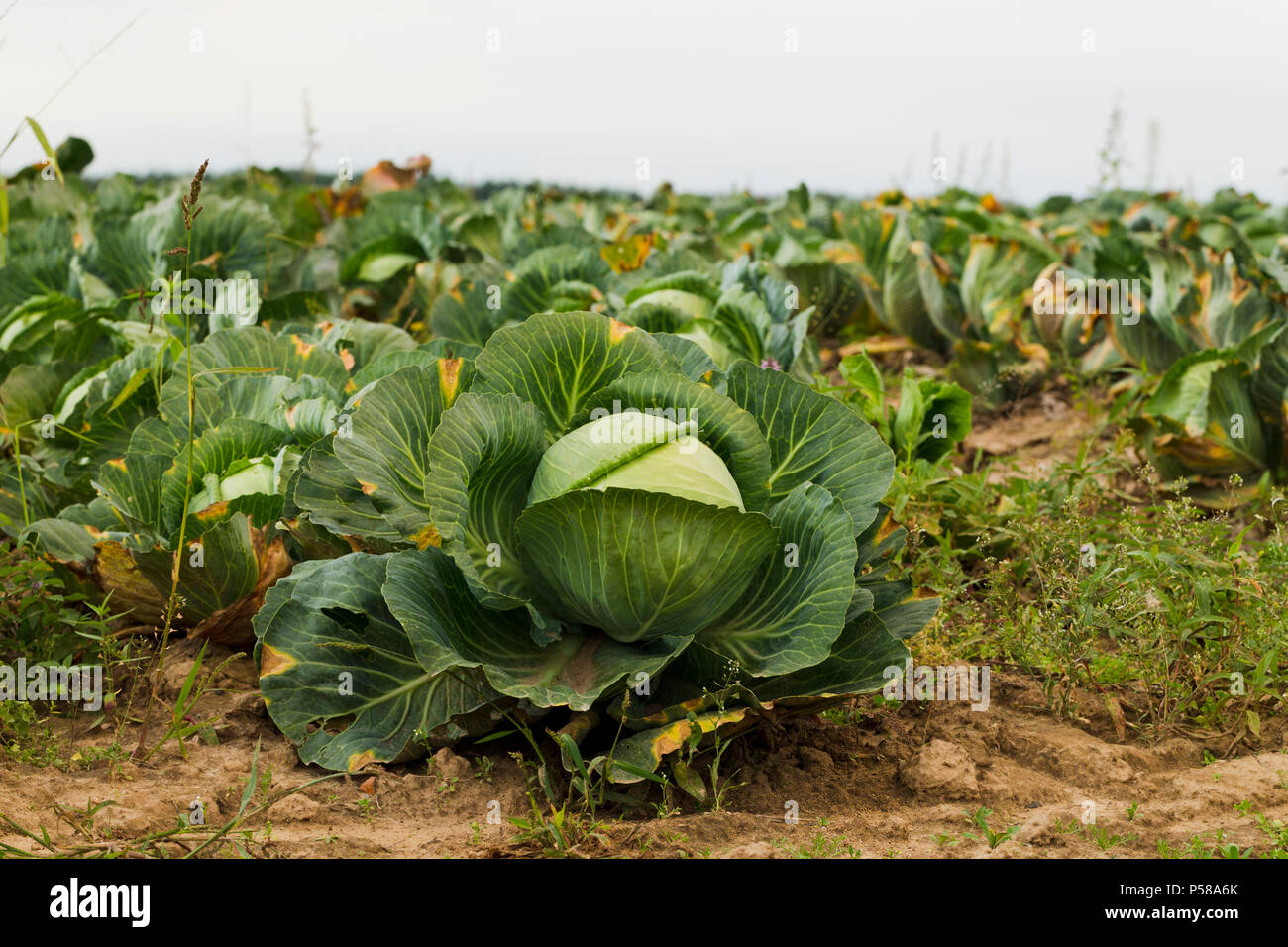 Cabbage harvest on the ground in a field, natural light Stock Photo - Alamy
