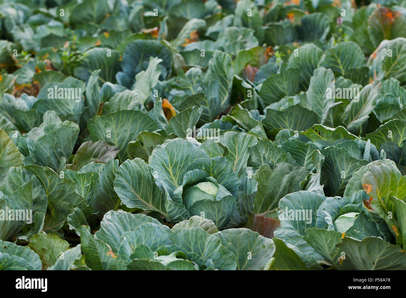 Cabbage harvest on the ground in a field, natural light Stock Photo - Alamy