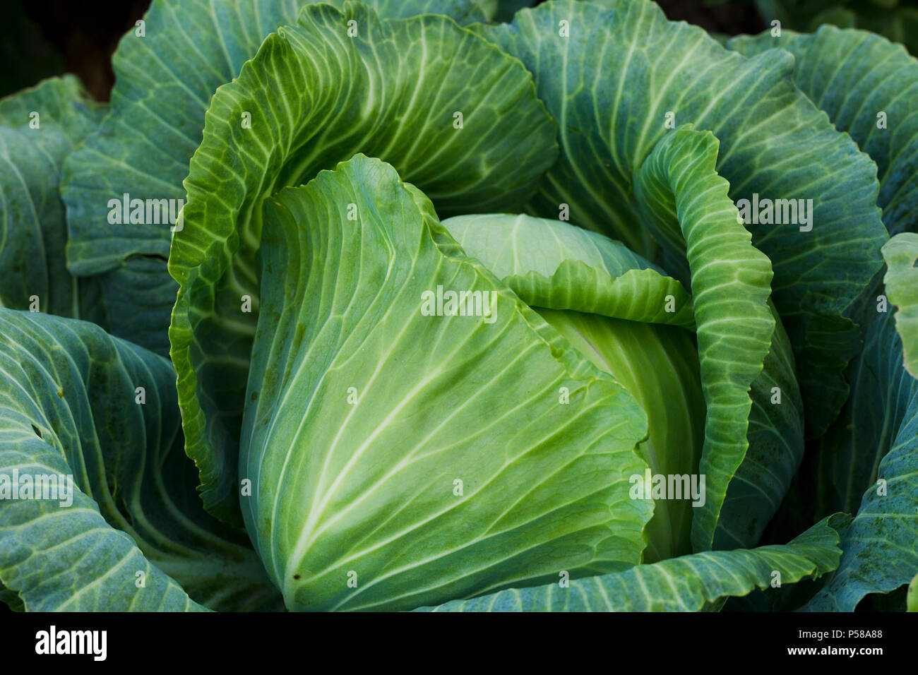Head of cabbage, a top view, natural light Stock Photo - Alamy