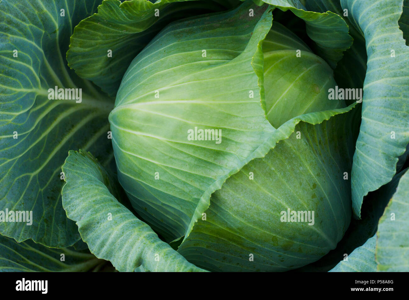 Head of cabbage, a top view, natural light Stock Photo - Alamy