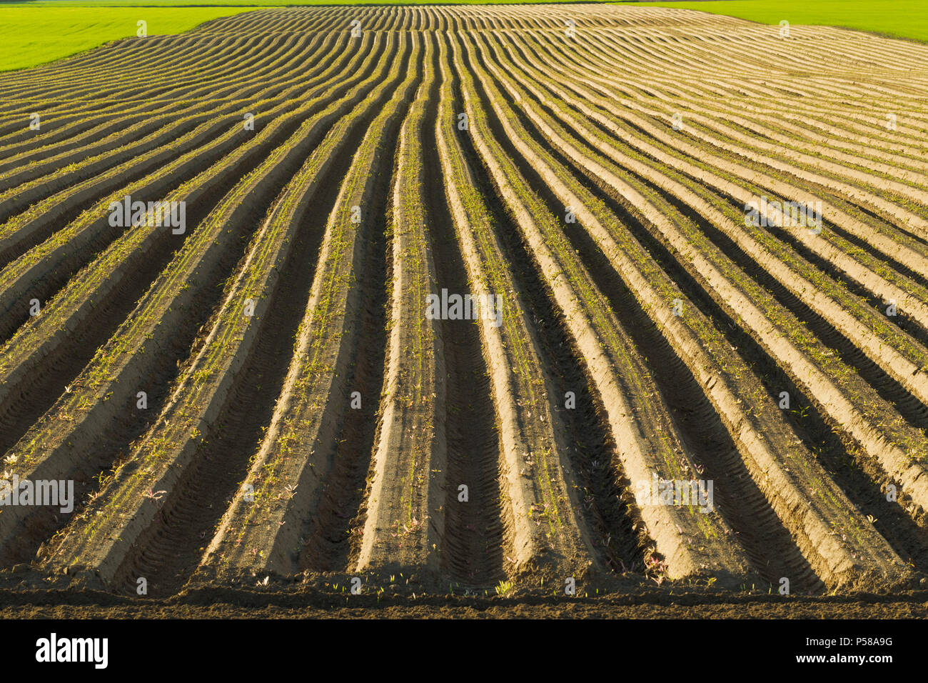 Natural light landscape hi-res stock photography and images - Alamy