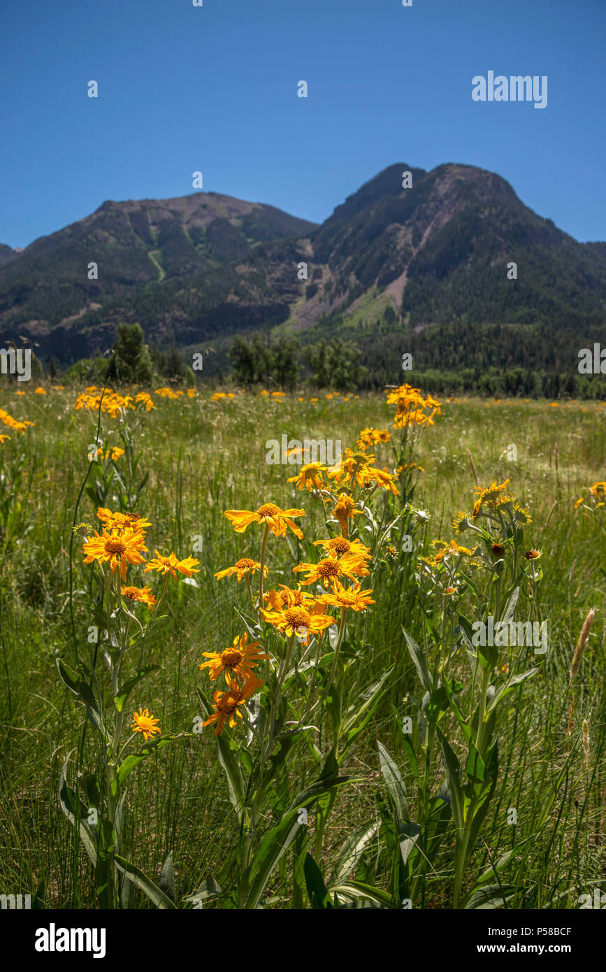 Wildflowers in the San Juan Mountains of Colorado Stock Photo - Alamy